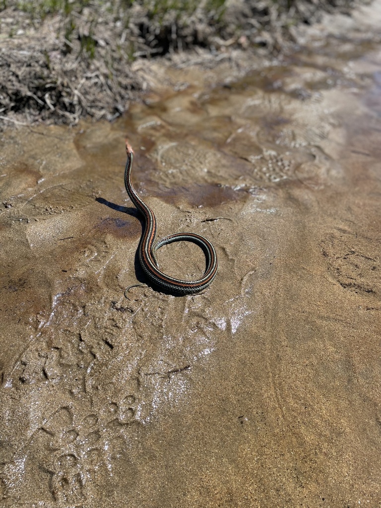San Francisco Garter Snake in March 2023 by Owen Forest. Spotted in a ...