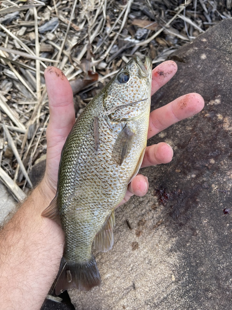 Spangled Perch from Lakeside Ave, Springfield Lakes, QLD, AU on January ...