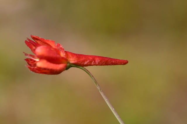 Red larkspur from Pepperwood Preserve, CA on March 16, 2008 by ...