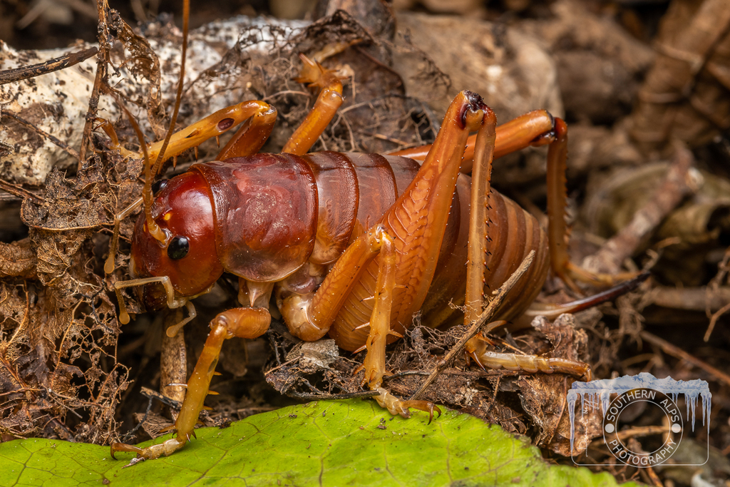 Mercury Island Tusked Weta in March 2023 by Danilo Hegg · iNaturalist