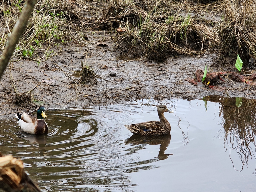 Mallard from Lexington Park, MD 20653, USA on March 27, 2023 at 01:28 ...