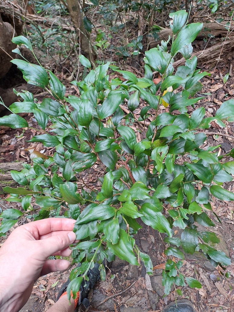 flowering plants from Palm Grove Section on March 25, 2023 at 10:52 AM ...