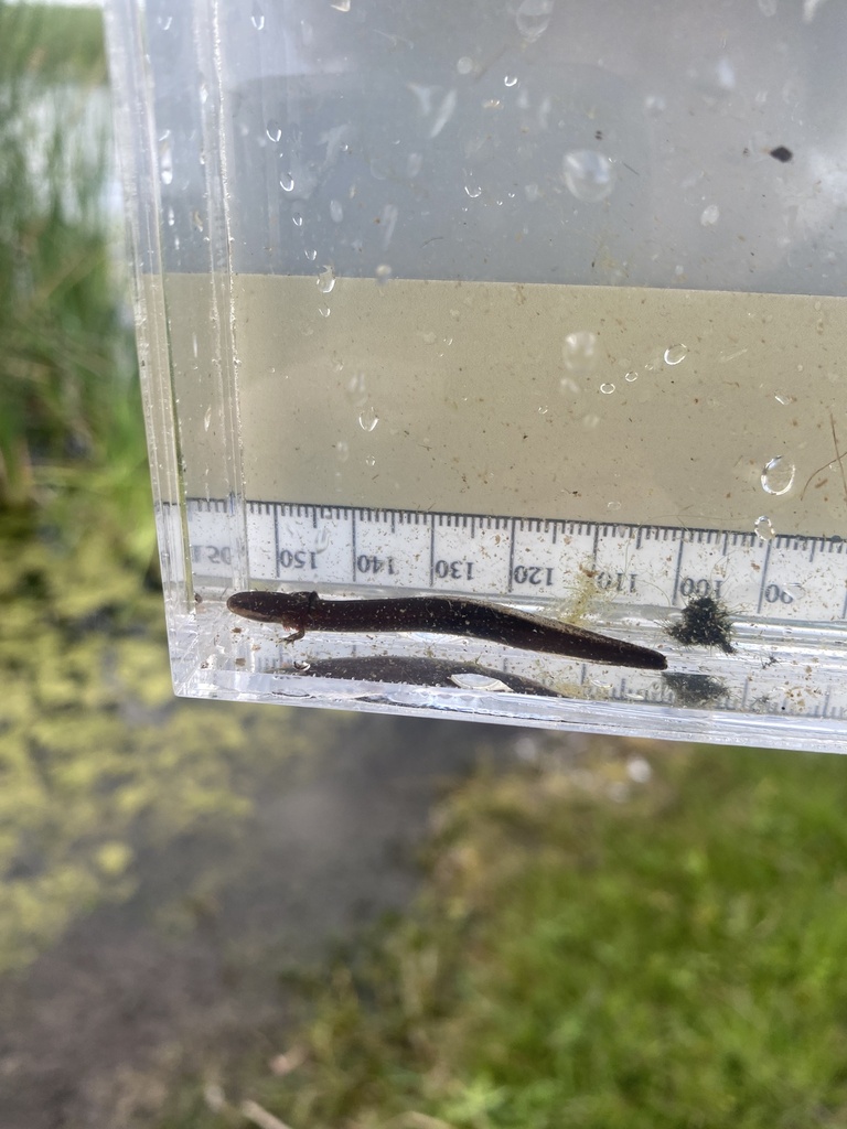 Eastern Lesser Siren in March 2023 by notopteridae · iNaturalist