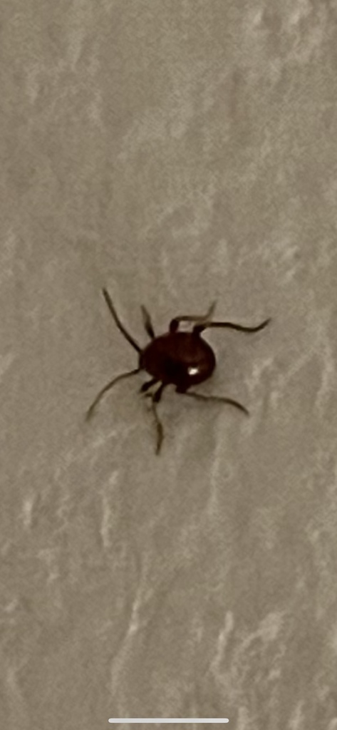 Gibbium from Belmont Rd NW, Washington, DC, US on February 19, 2023 at ...