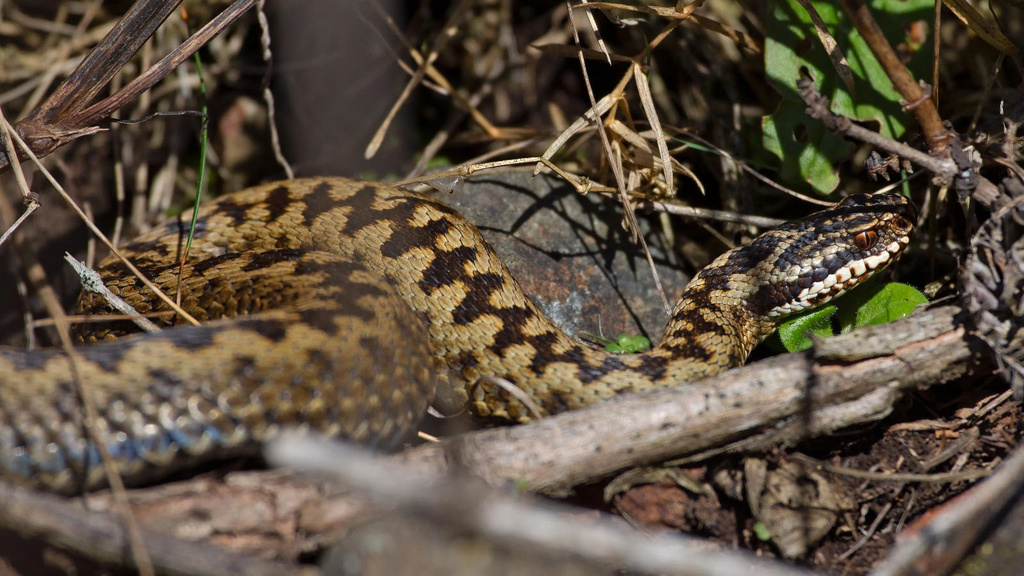 Adder from Cornwall AONB, Penzance, England, GB on October 17, 2018 at 04:37 AM by SATURDAY ...