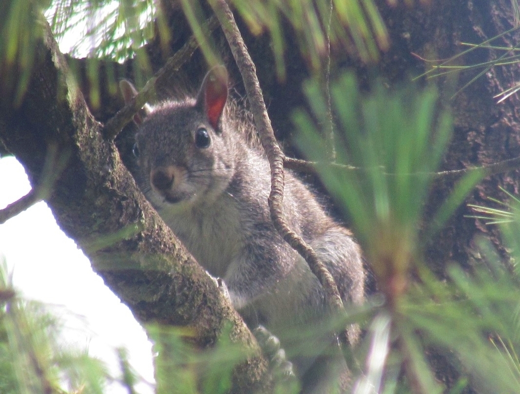 Abert's Squirrel from El Brillante on January 16, 2023 at 06:11 AM by ...