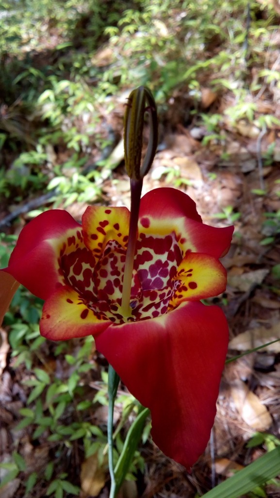 Tiger flower from Tecpan Guerrero on October 5, 2018 at 09:51 AM by ...