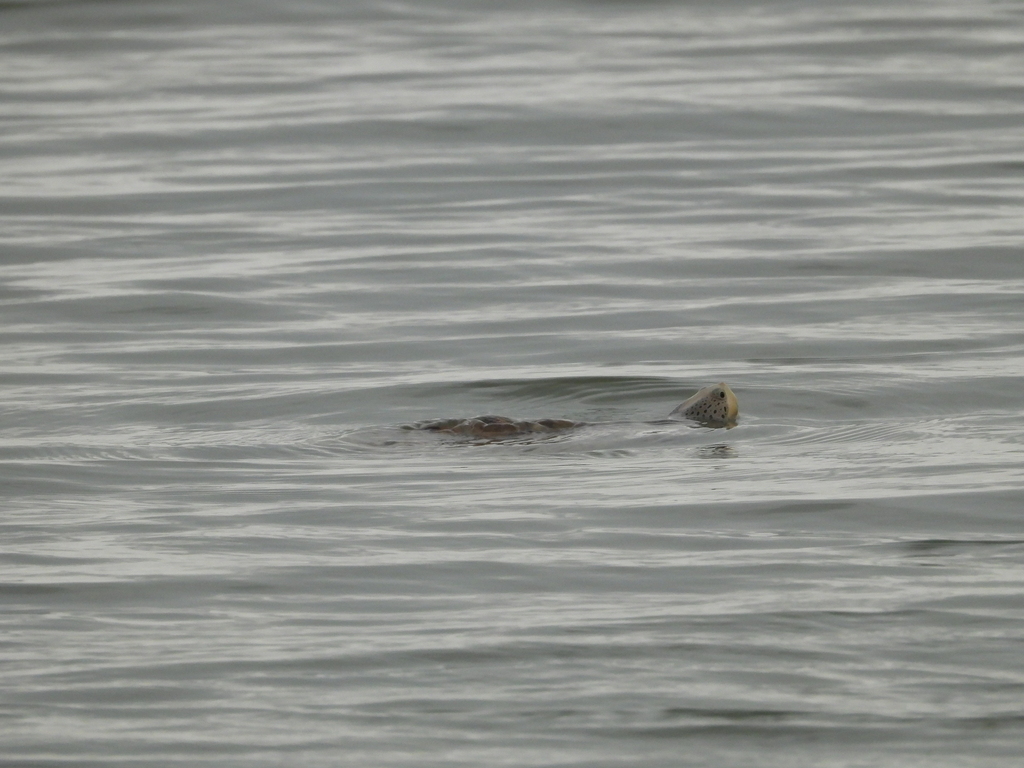 Texas Diamondback Terrapin in March 2023 by Shane Lowe · iNaturalist