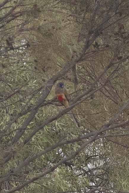 Greater Bluebonnet from Milparinka on March 28, 2023 at 01:58 PM by ...