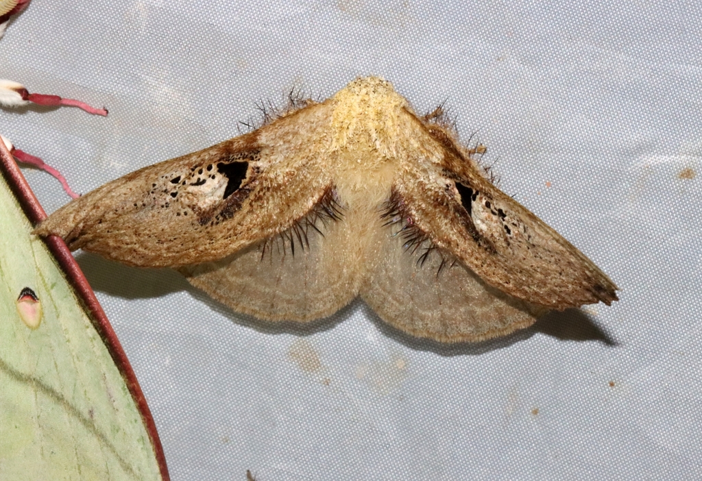 Mirina confucius from Laibin, CN-GX, CN on March 21, 2023 by 许振邦 ...