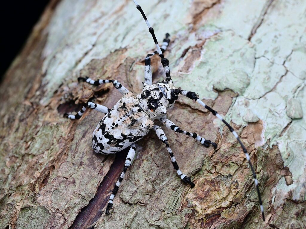 Palimnodes ducalis from 中国云南省西双版纳傣族自治州勐腊县 on March 27, 2023 at 09:46 PM ...