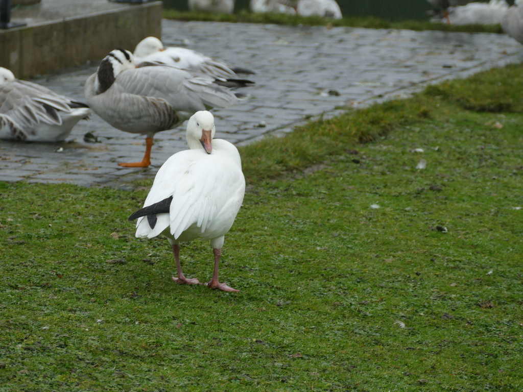 Grey Geese from Grange-over-Sands LA11, UK on March 16, 2023 at 03:41 ...