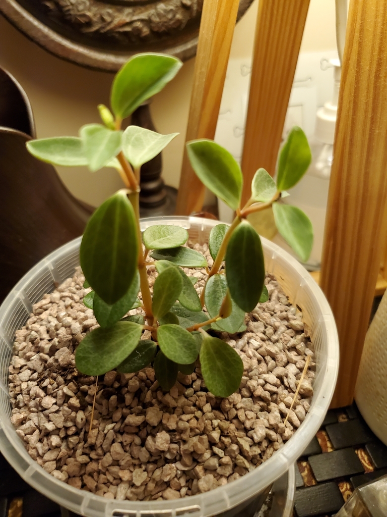 Something by Shane Gordon · iNaturalist