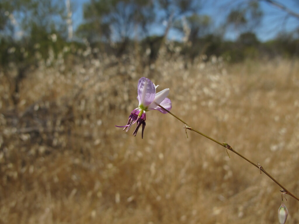 Nodding Chocolate Lily from Mullewa WA 6630, Australien on November 17 ...