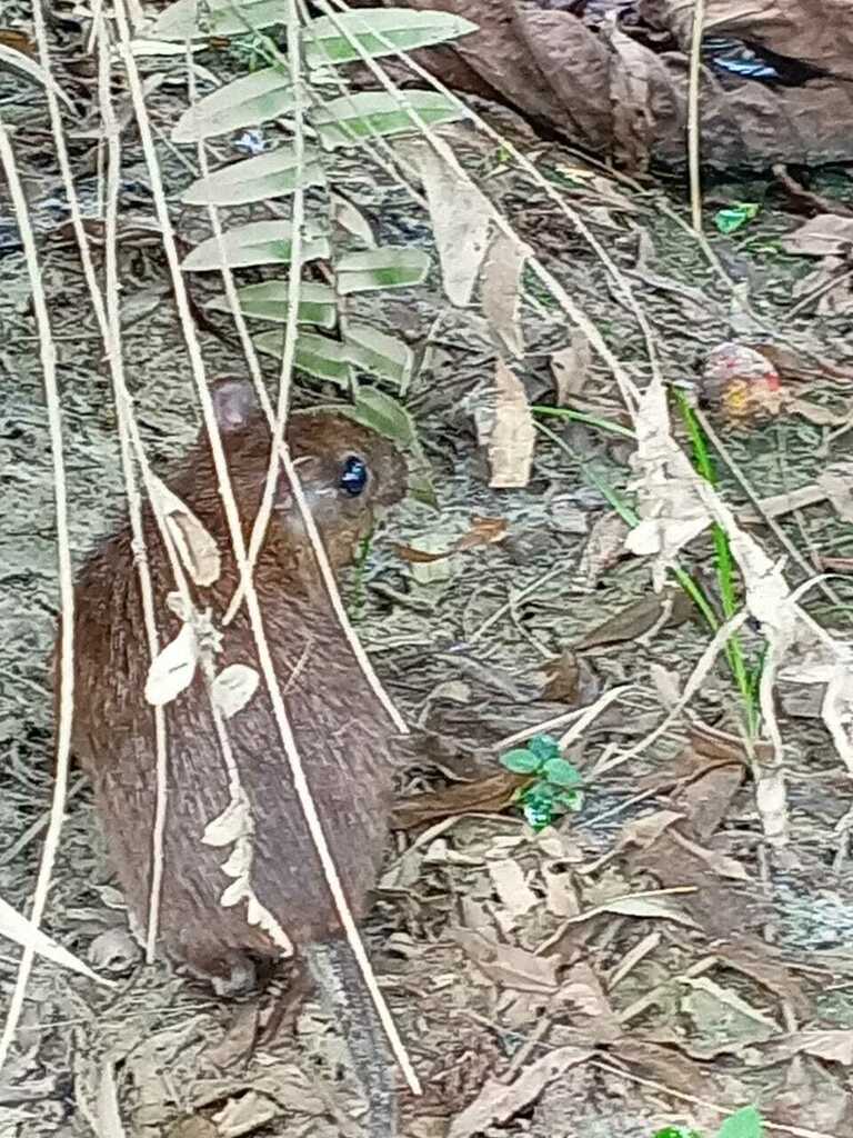 Boyaca Spiny Rat from San Vicente de Chucurí, Santander, Colombia on ...