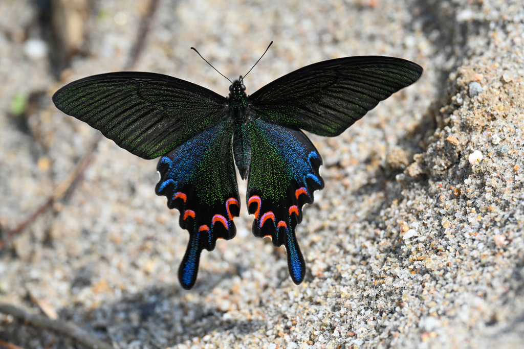 Chinese Peacock Swallowtail from 中国浙江省杭州市西湖区 on March 26, 2023 at 01:48 ...