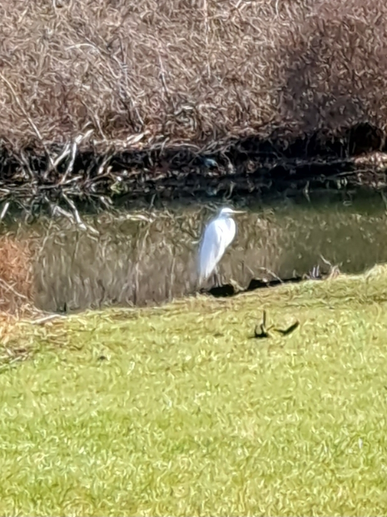 Great Egret from Portage Lakes, OH 44319, USA on March 28, 2023 at 10: ...