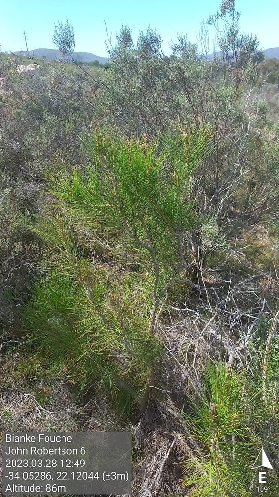 pines from Eden, Western Cape, South Africa on March 28, 2023 at 12:49 ...