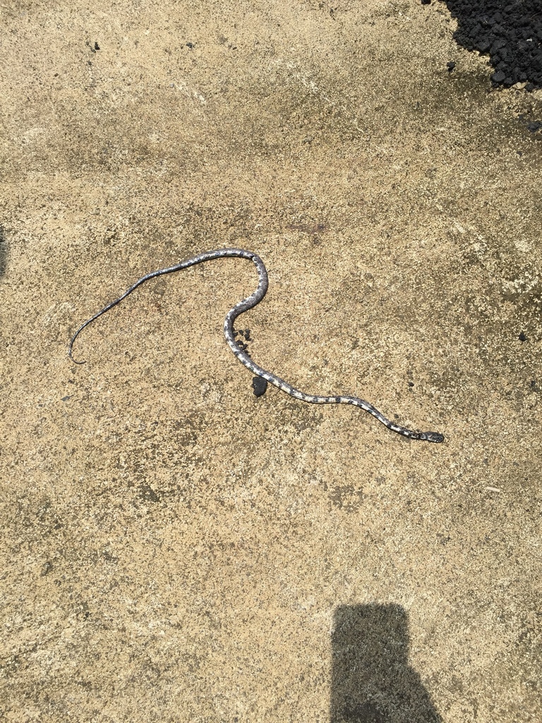 Cloudy Snail-eating Snake from 35, San Carlos, Alajuela, CR on October ...