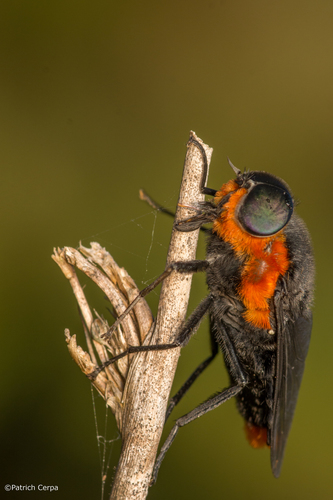 Coliguacho (Osca lata) · iNaturalist Chile