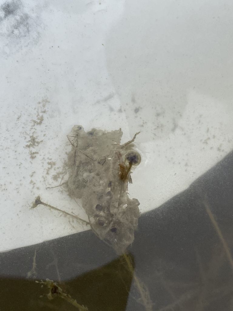Northern Pacific Tree Frog from Avondale Rd NE, Redmond, WA, US on ...