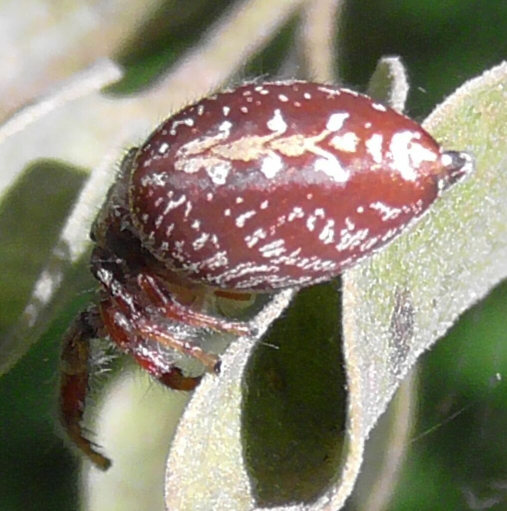 Massive Garden Jumping Spider from Watsonville QLD 4887, Australia on ...
