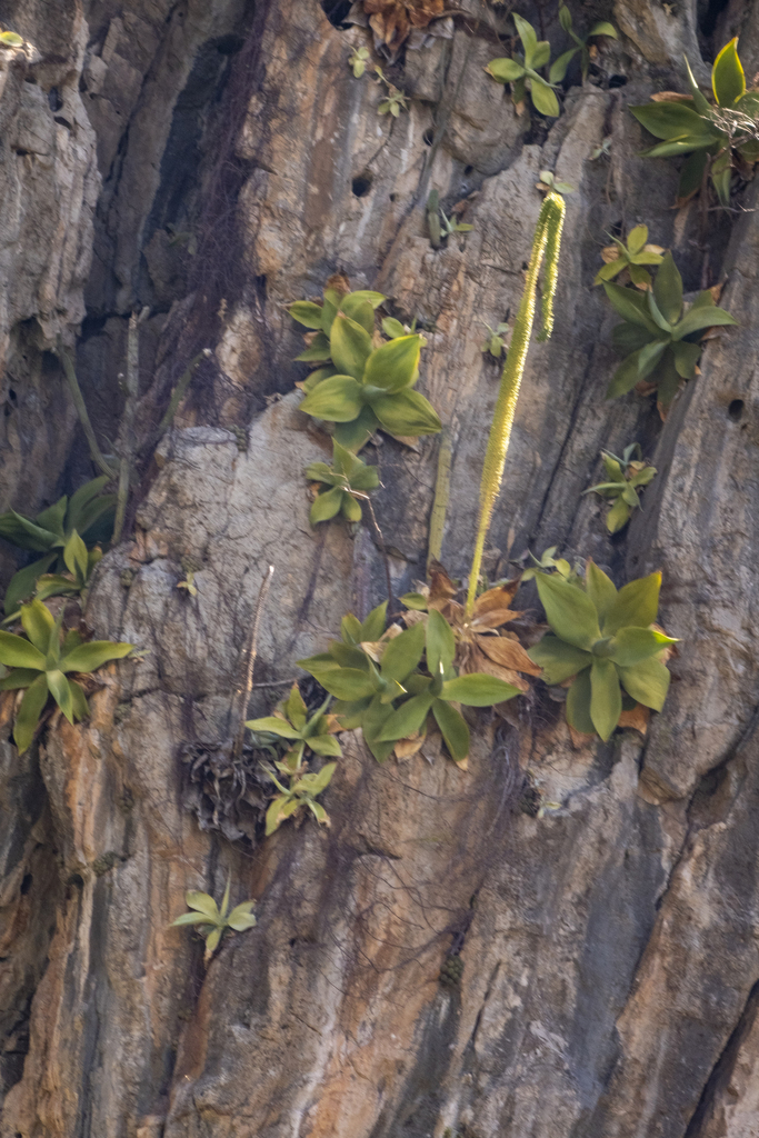 Agave infiernilloensis from La Unión de Isidoro Montes de Oca, Gro ...