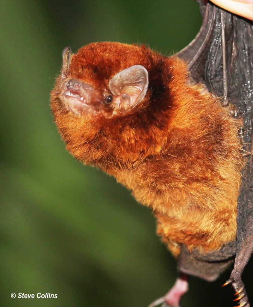 Bent-winged Bats from Rondo Retreat, Kenya on August 8, 2015 at 02:56 ...