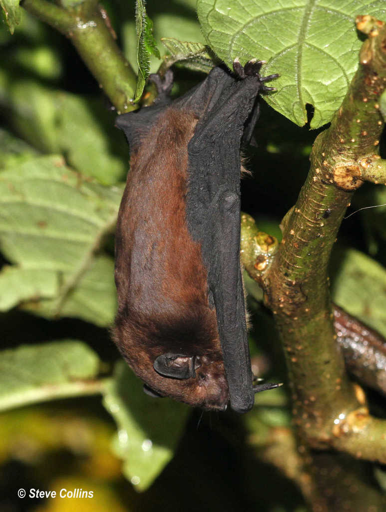 Nut-colored House Bat from Rondo Retreat, Kenya on August 08, 2015 at ...