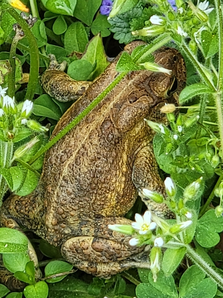 Eastern American Toad from Durham, NC 27713, USA on March 28, 2023 at ...