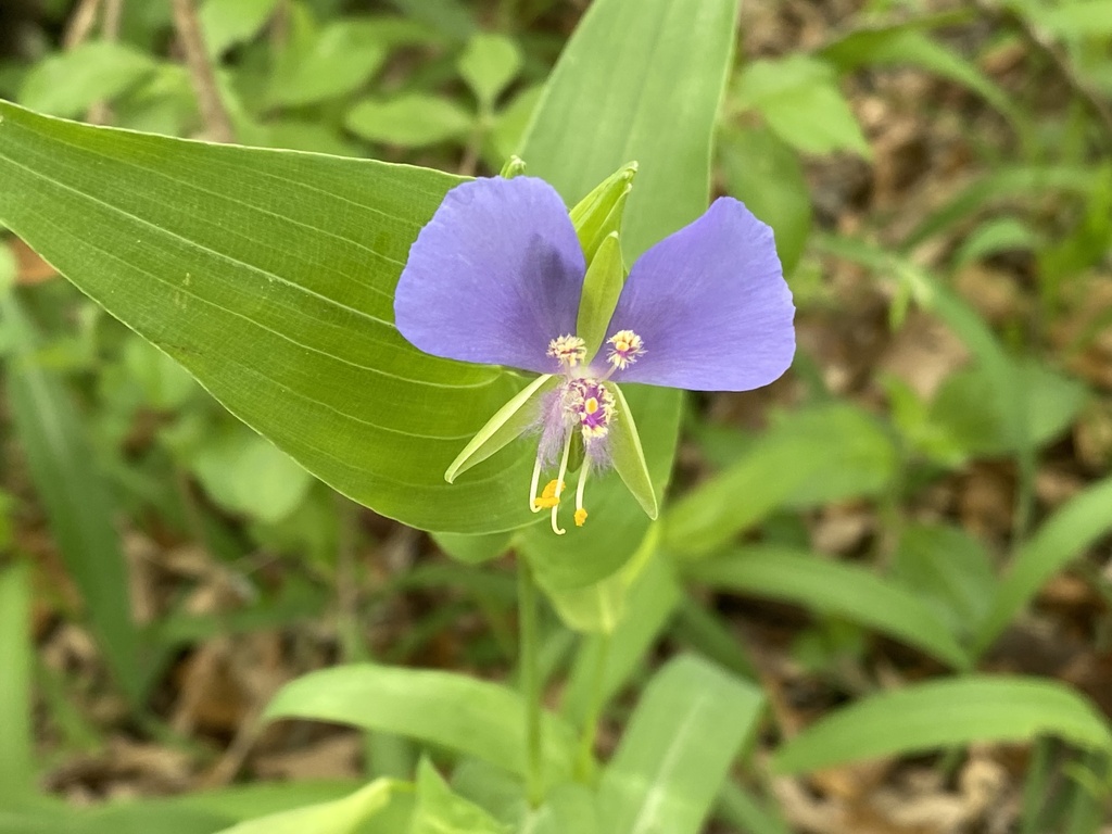 False dayflower from East Oak Hill, Austin, TX, US on March 28, 2023 at ...