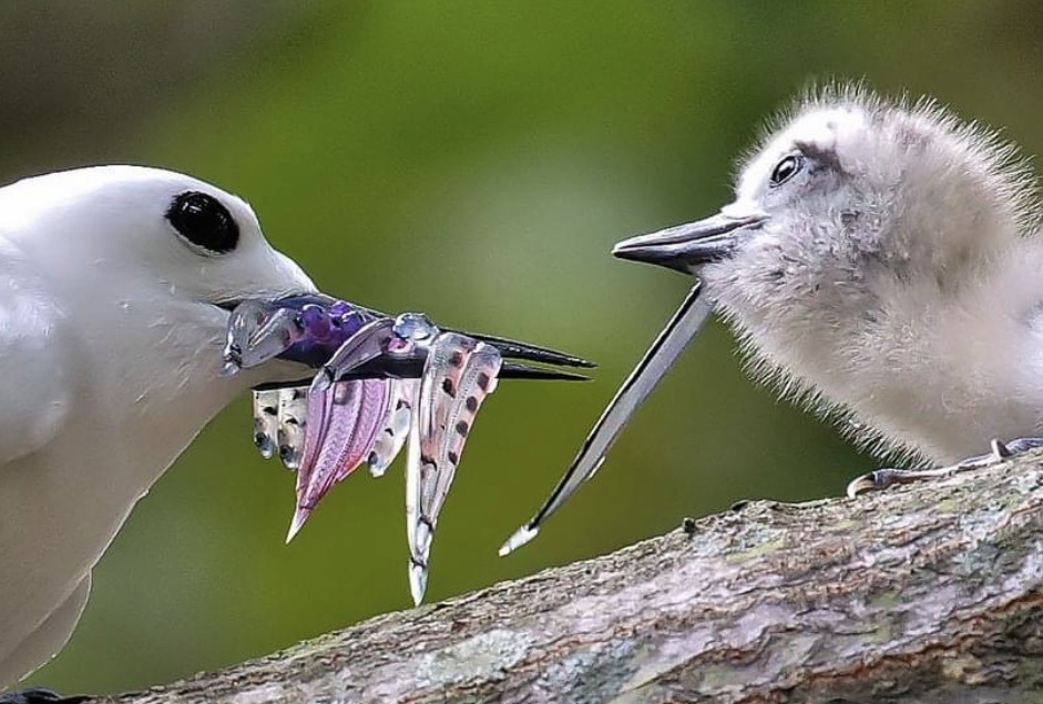 White Tern from Oʻahu, Honolulu, HI, US on March 28, 2023 at 08:42 AM ...