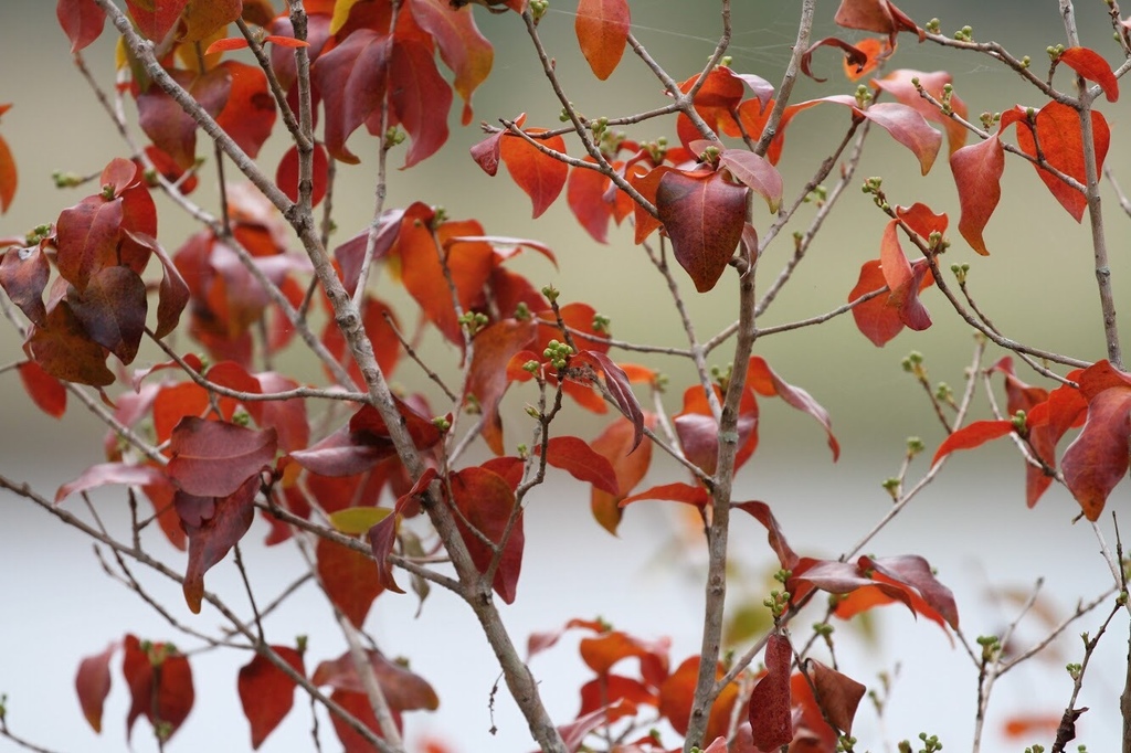 Surinam Cherry from Lake Samsonvale, Mount Samson, QLD, AU on October 9 ...