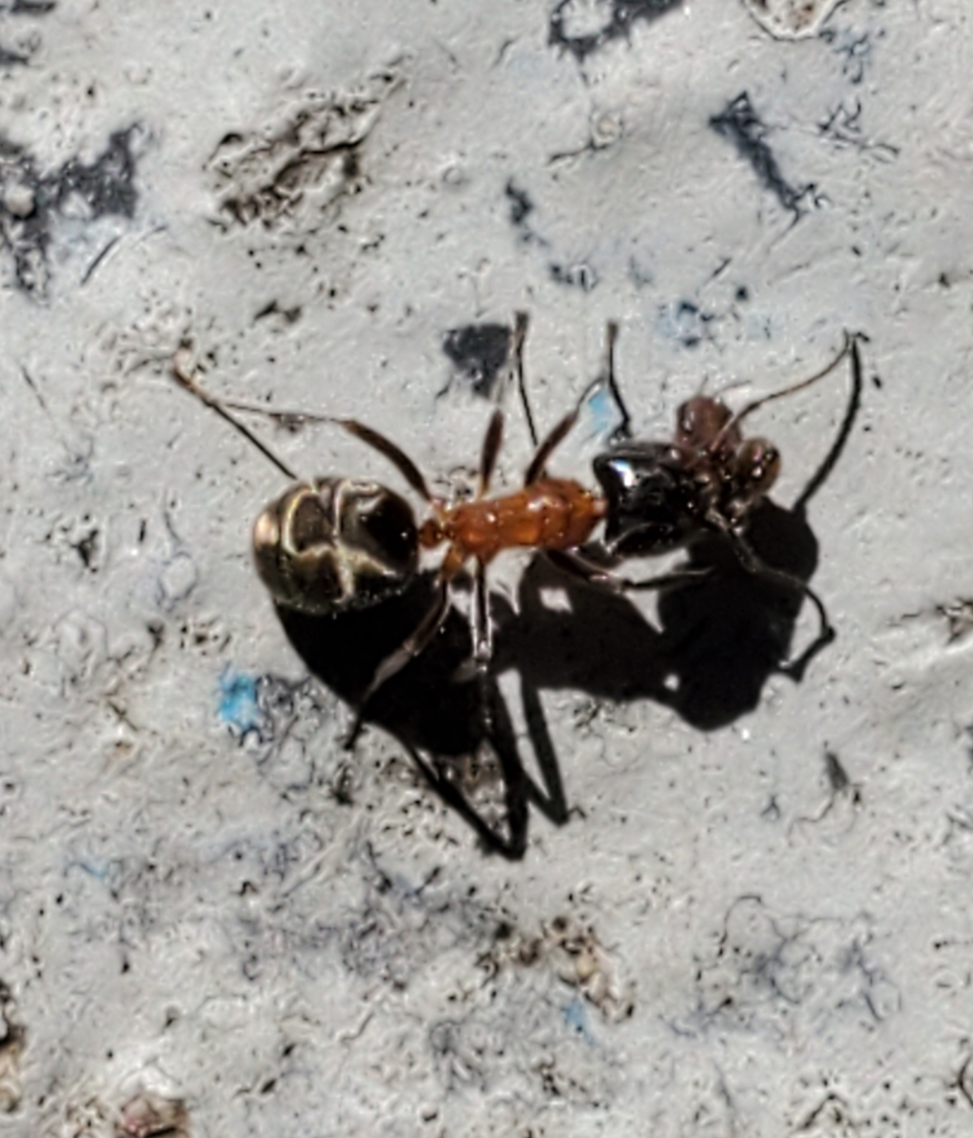 Western Velvety Tree Ant from Hidden Valley, CA 91361, USA on March 28 ...