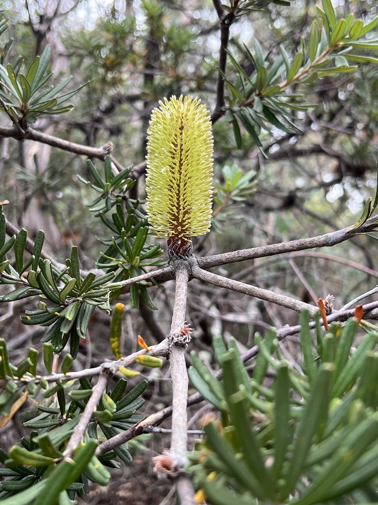 Silver Banksia from Tasman National Park, Eaglehawk Neck, TAS, AU on ...