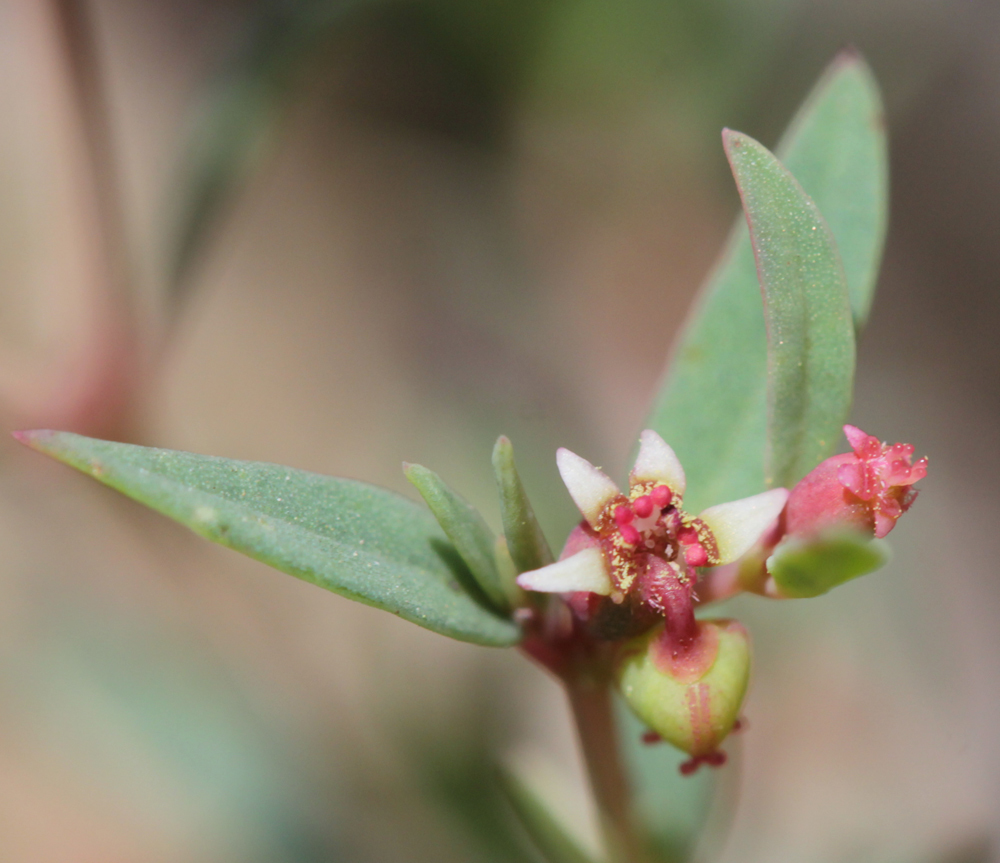 Euphorbia Serpyllifolia Thymeleaf Sandmat