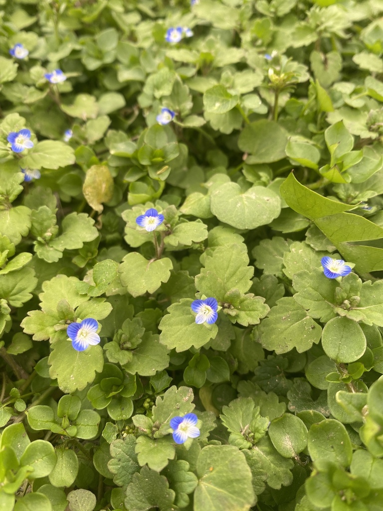 bird's-eye speedwell from Mammoth Cave National Park, Brownsville, KY ...