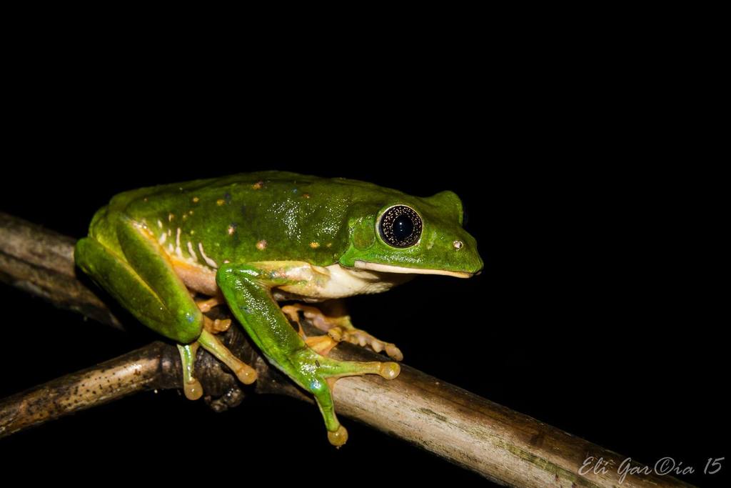 Mexican Giant Tree Frog from Estado de Oaxaca on June 23, 2015 by Elí ...