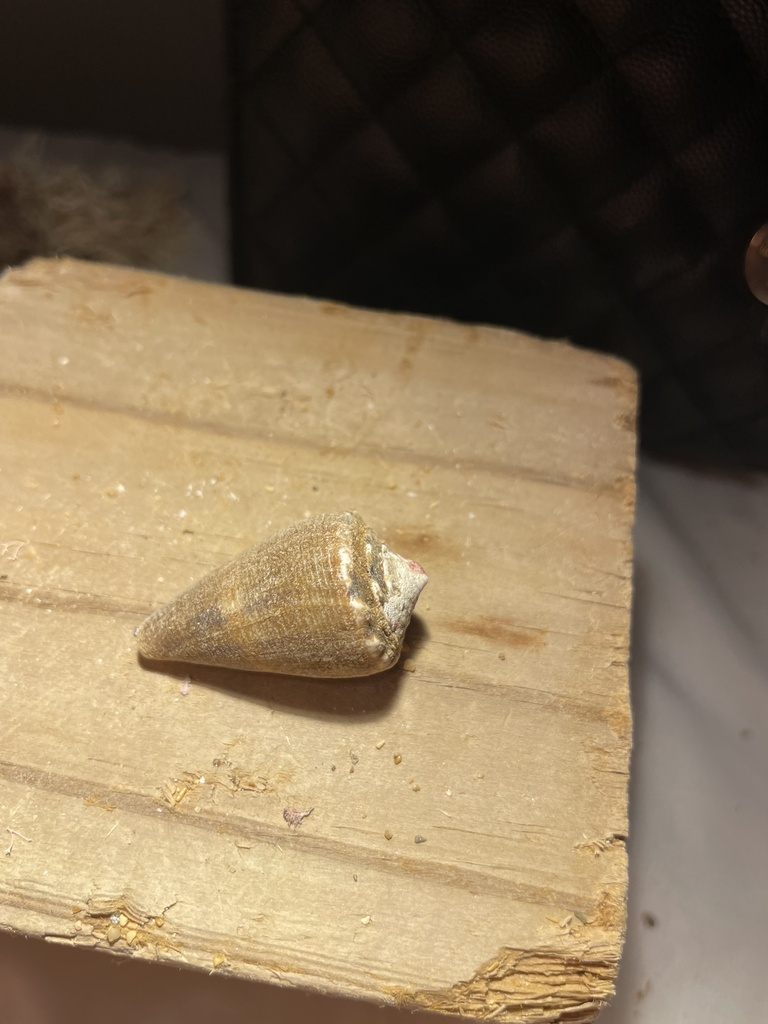 Mouse Cone from Puerto Rico, Carolina, Puerto Rico, US on March 28 ...