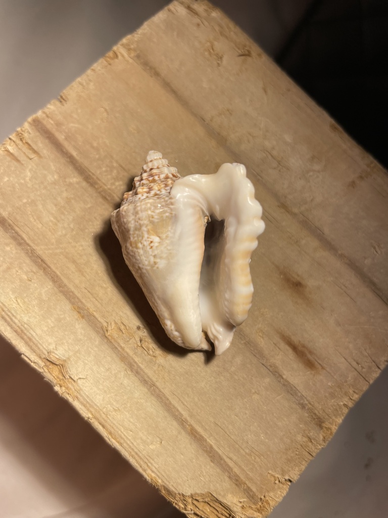 Hawkwing Conch from Puerto Rico, Carolina, Puerto Rico, US on March 28 ...