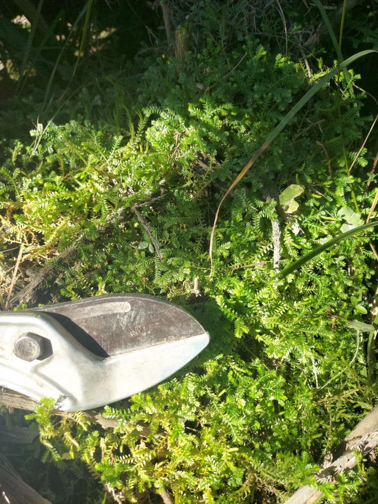 Krauss's clubmoss from 7886, New Zealand on March 29, 2023 at 01:34 PM ...