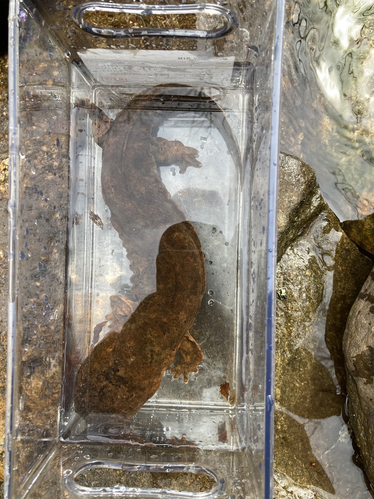 Eastern Hellbender in March 2023 by svillebirder · iNaturalist