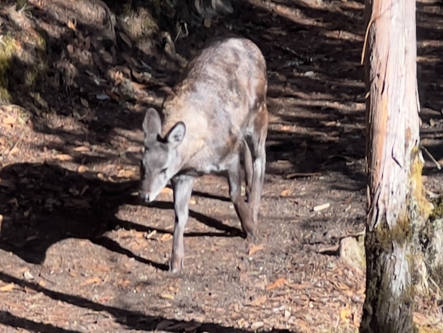 Himalayan Musk Deer in March 2023 by Axel Schmidt · iNaturalist