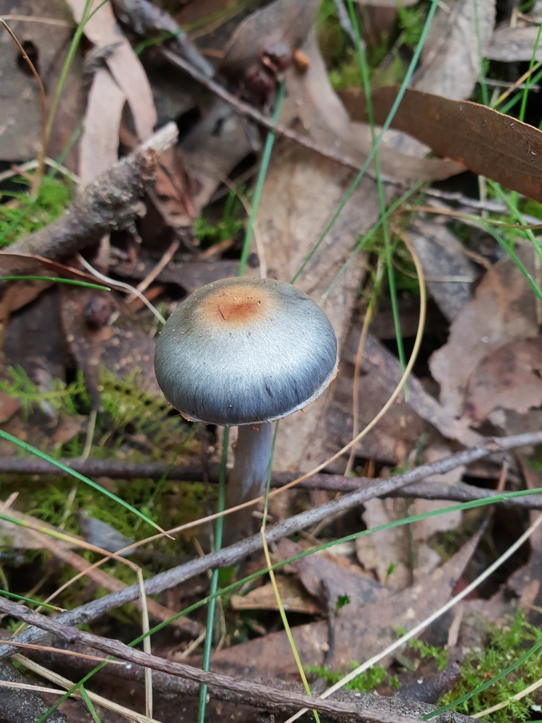 elegant blue webcap from Silvan VIC 3795, Australia on April 23, 2019 ...