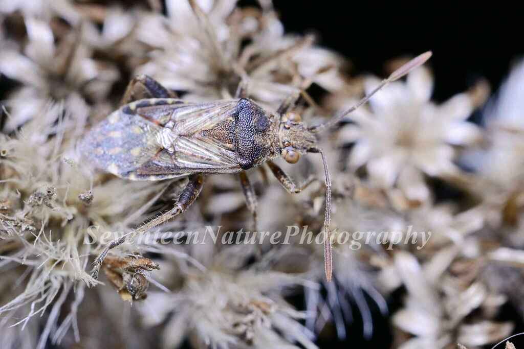 Stictopleurus minutus from 中国江苏省南京市玄武区 on March 28, 2023 at 10:10 PM by ...