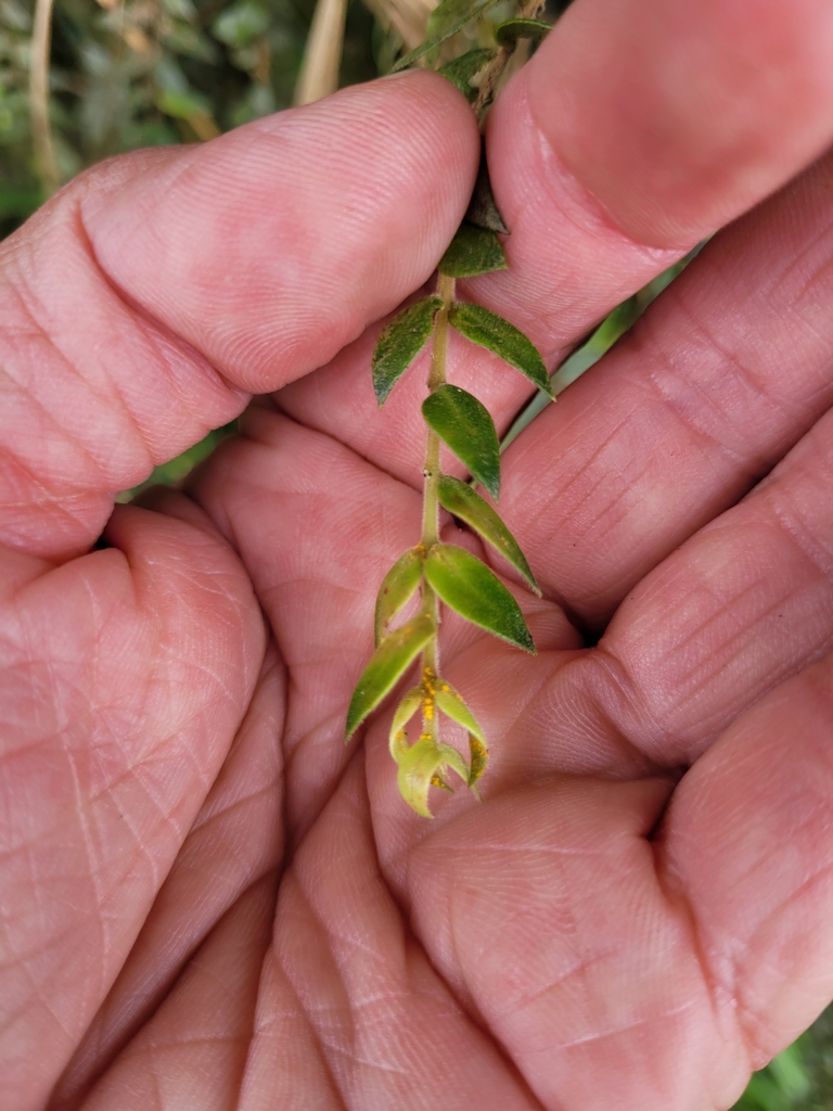Myrtle Rust from Gladstone, New Zealand on March 29, 2023 at 09:38 PM ...
