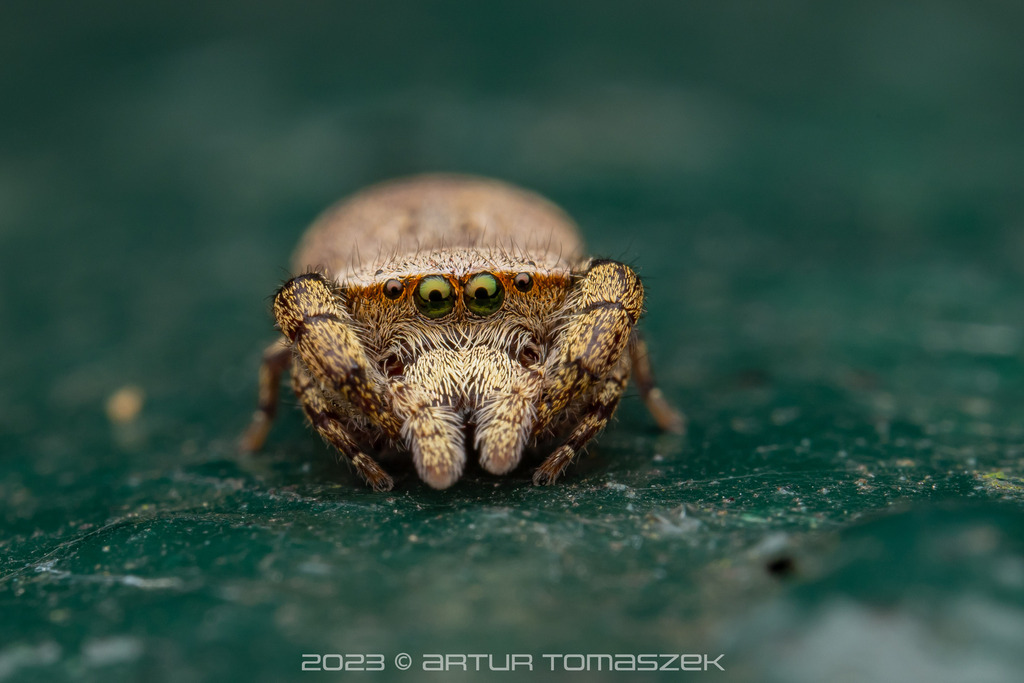 Wasp-mimic Jumping Spider in March 2023 by Artur Tomaszek · iNaturalist