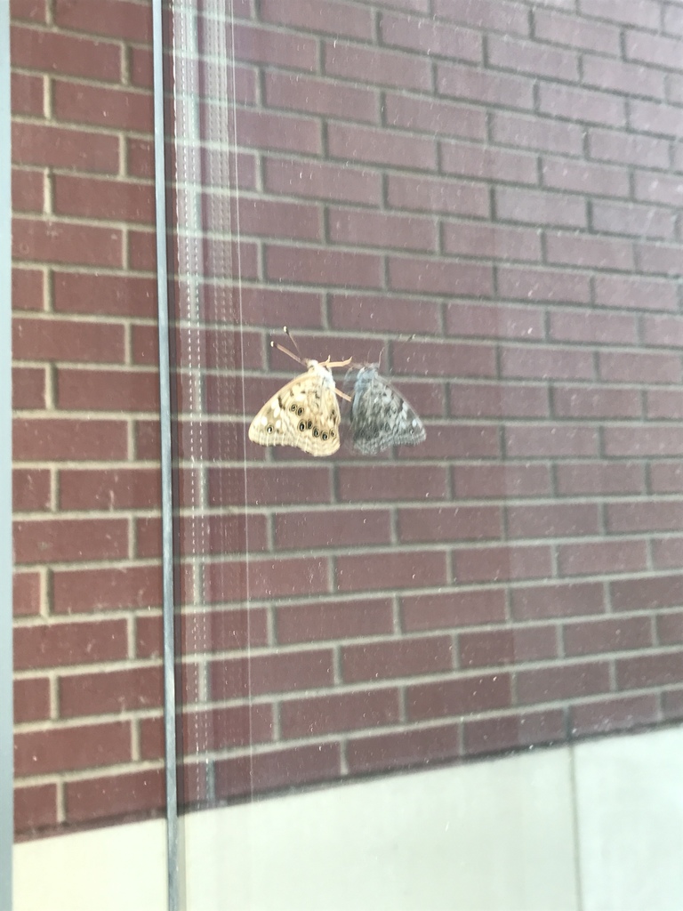 Hackberry Emperor from 300 Trinity Campus Cir, Fort Worth, TX, US on ...