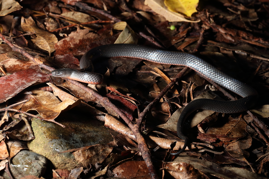 Eastern Small-eyed Snake in March 2023 by Todd Burrows · iNaturalist
