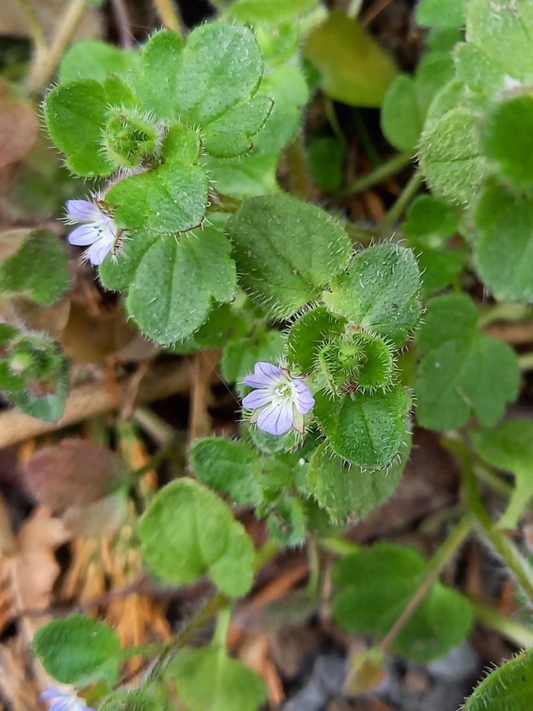 Ivy-leaved Speedwell from Rue Froide, 62232 Hinges, France on March 29 ...